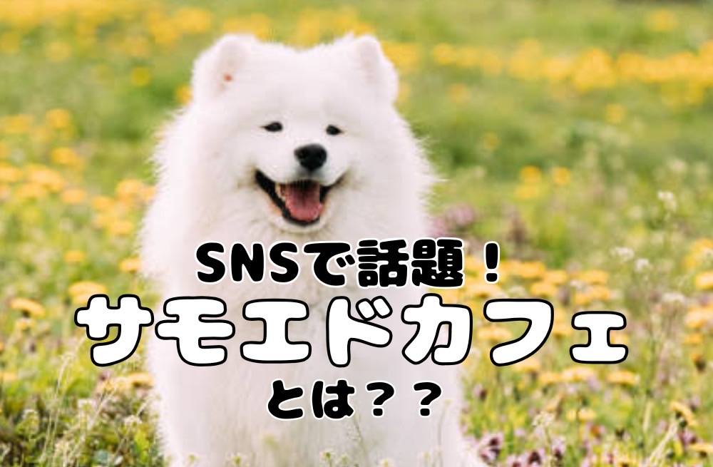 YOUTH Clip | SNSで話題！サモエドカフェとは？